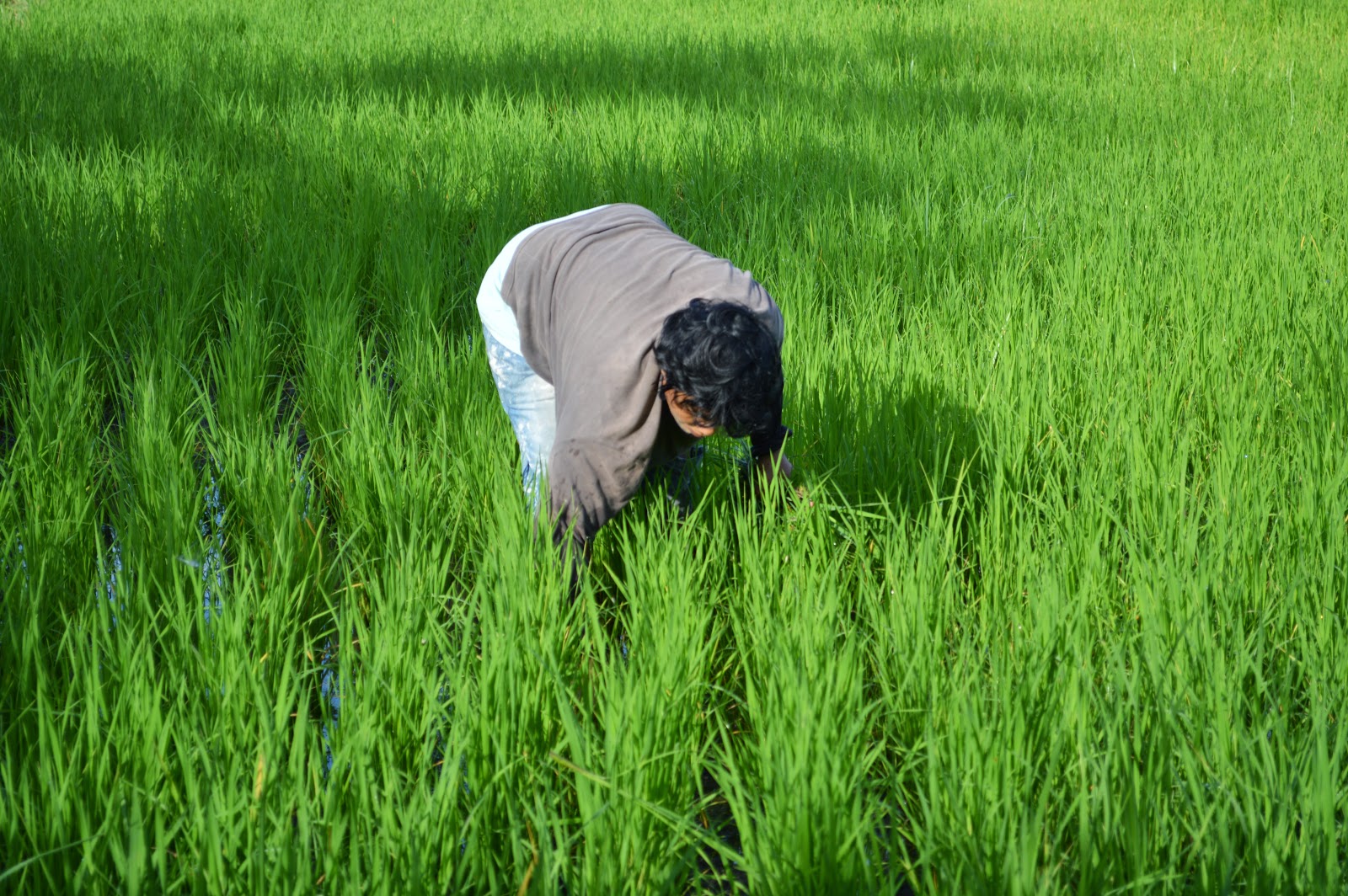 Farmer In Action - Pinoy Bonsai