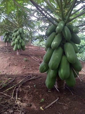 MUONGOZO WA JINSI YA KULIMA PAPAI ~ KILIMO NA UFUGAJI