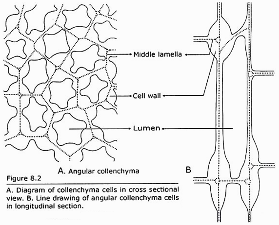 Biswajit's biology: Collenchyma