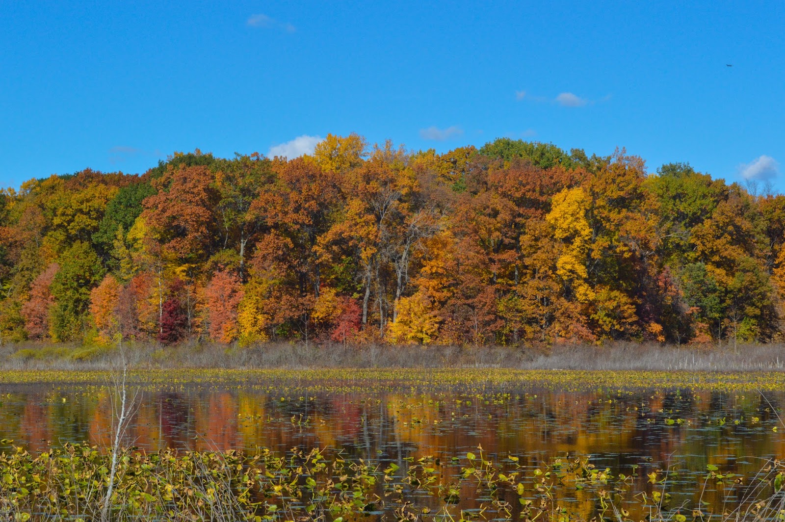 Through Handlens and Binoculars: Fall in St. Joseph County, Indiana
