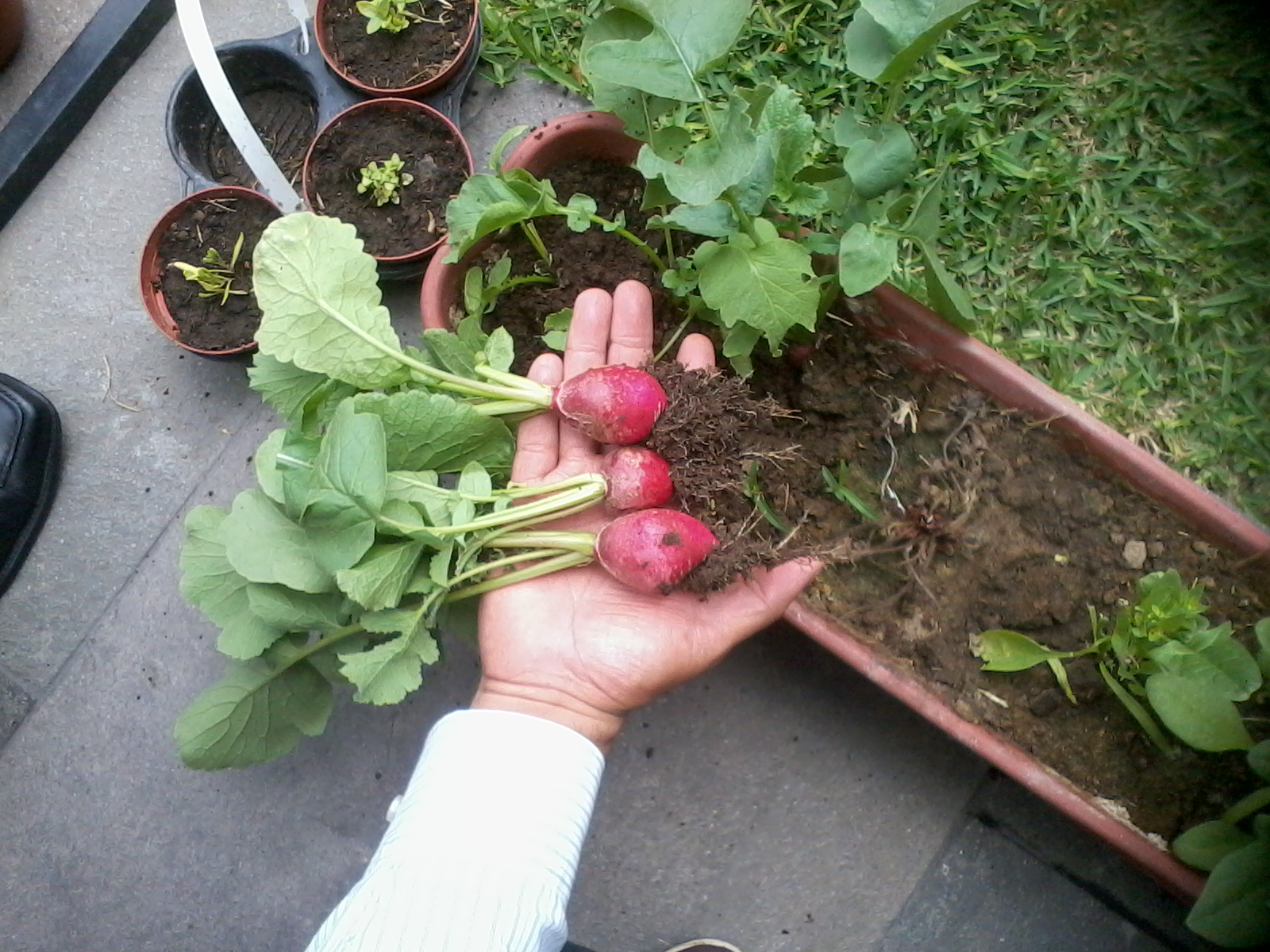 Cómo sembrar en tu propia huerta orgánica | Agroempresario.com