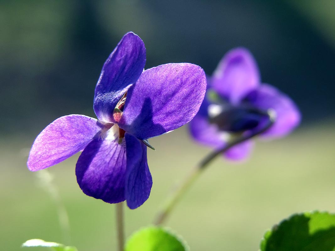 ALL SAINTS: Flowers in Christian Symbolism
