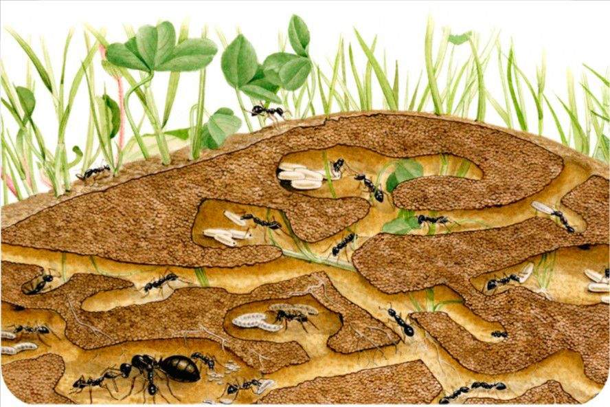 BIBOCA AMBIENTAL : TUDO SOBRE AS FORMIGAS