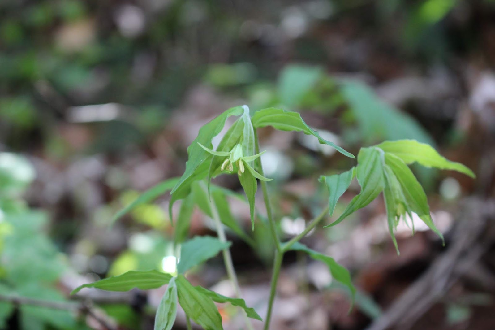 Cumberland Gal: Tallassee Wildflower Walk 2018