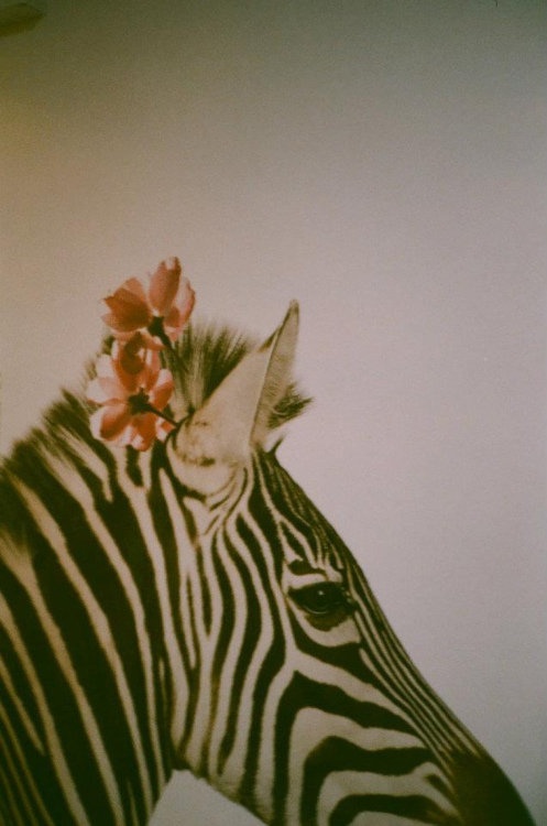 Breakfast with Kate Moss*: Zebra