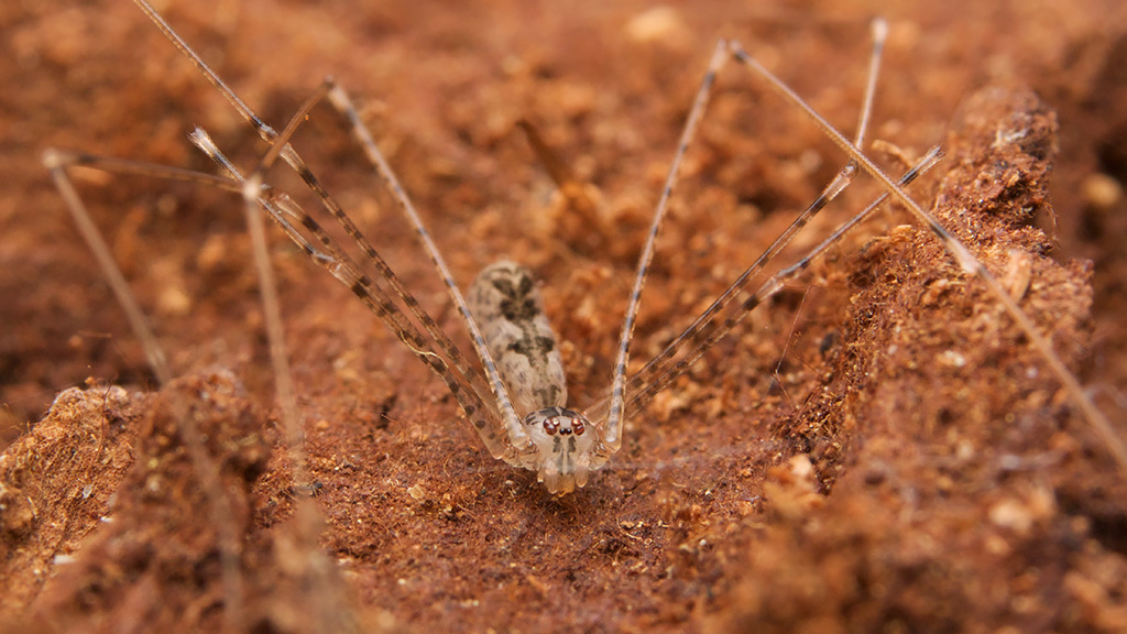 ムシをデザインしたのはダレ？: ユウレイグモ ( Pholcus crypticolens )