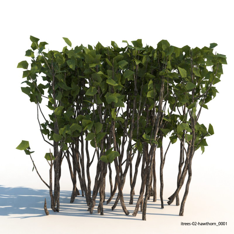 [SKETCHUP] TREE MODELS [Update link google drive 2018/04/28] - ANARCHIVN