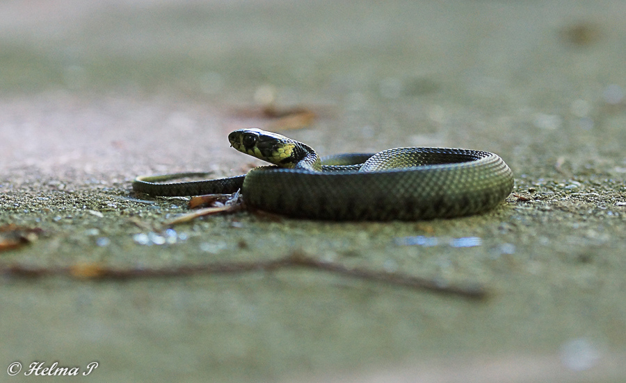 Helma's natuurfoto's: Ringslang (Natrix natrix).......