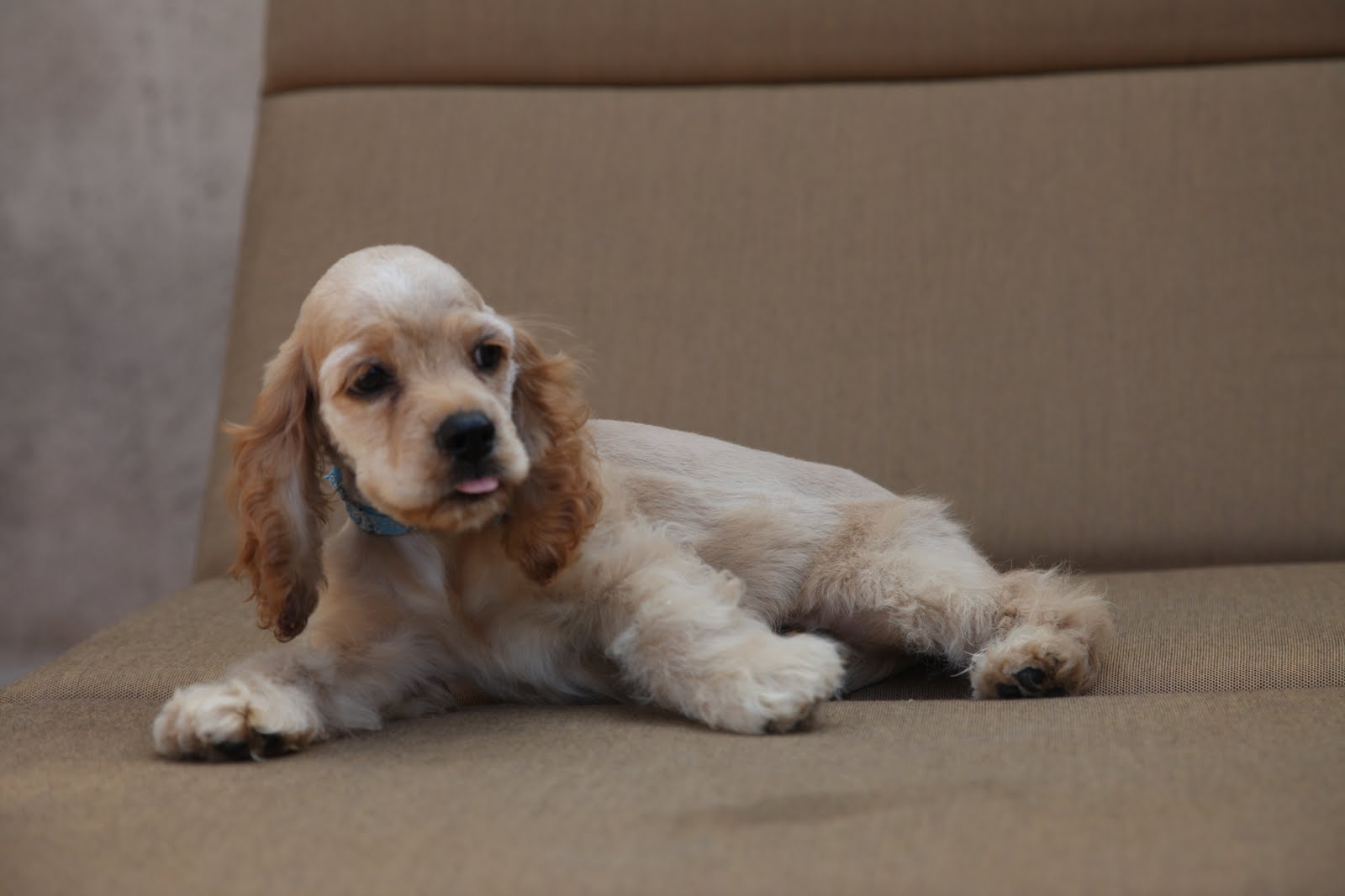 American Cocker Spaniel