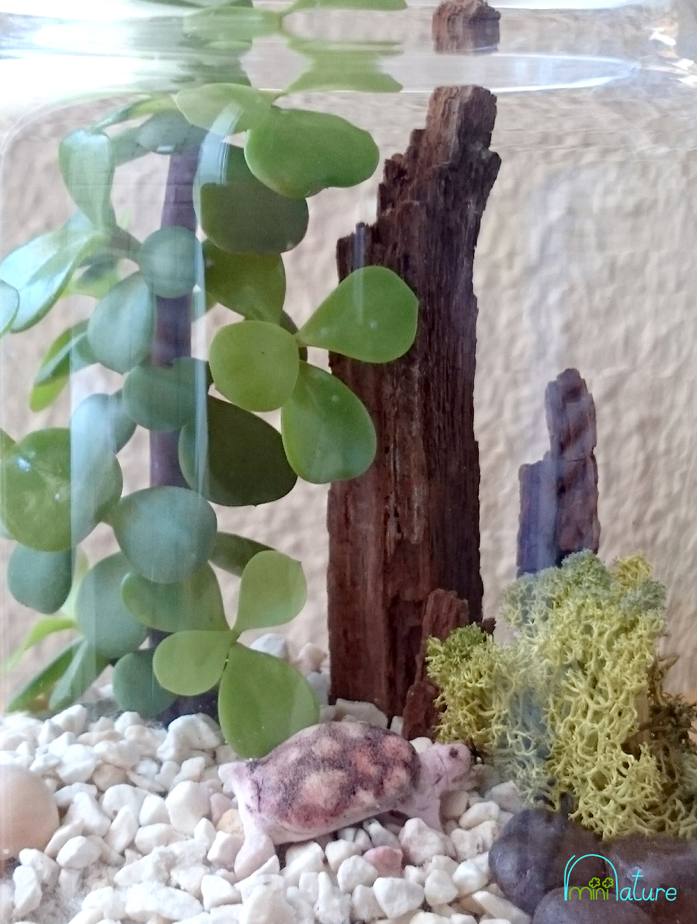 Mininature: Terrario con plantas y diorama para Concha