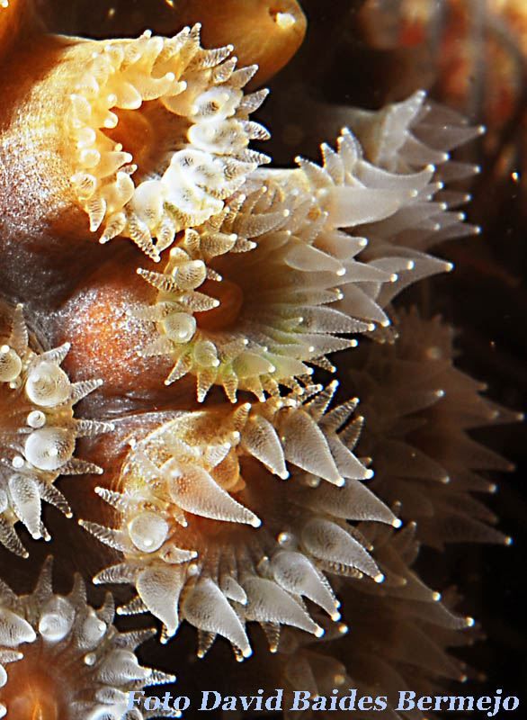 FLORA DA SERRA - Raízes da Mantiqueira: DEZEMBRO - Flores do Fundo do Mar