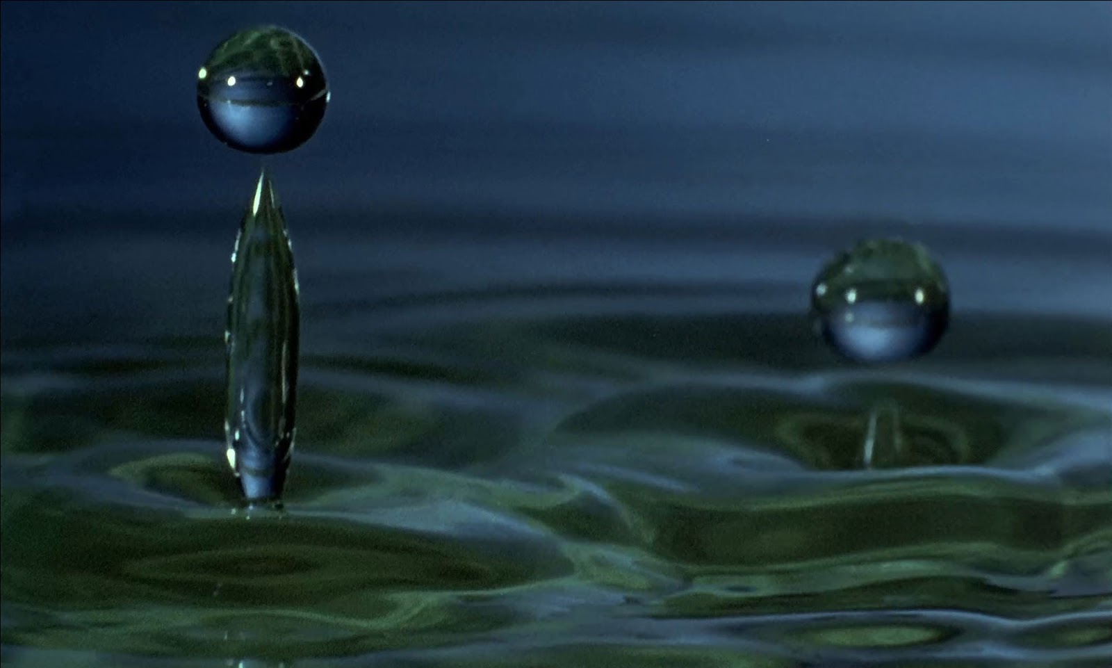 The Beautiful Film Frames: Microcosmos (1996) Blu-Ray Screenshots