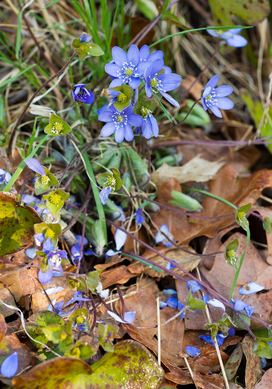 2013 års vårbilder.