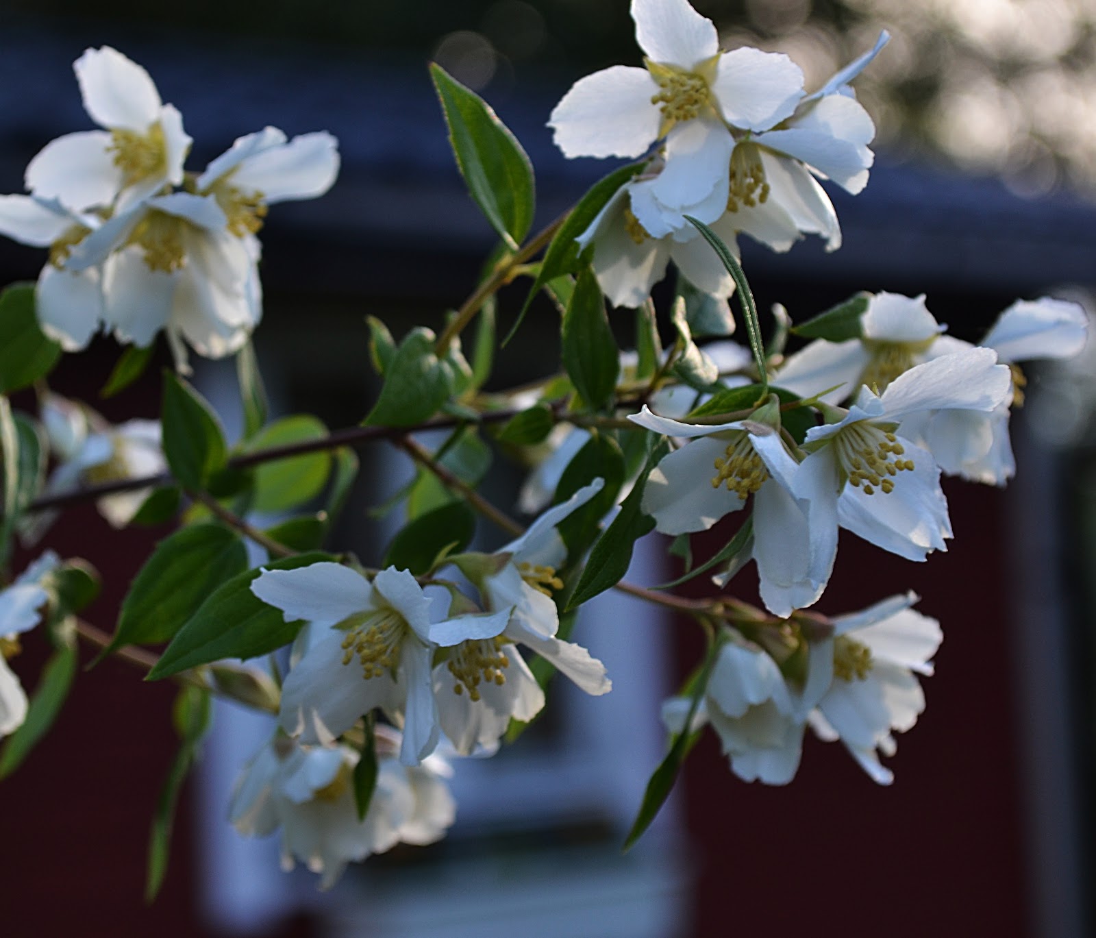 Carinas dagliga leverne: En doft av smultron och löss i håret