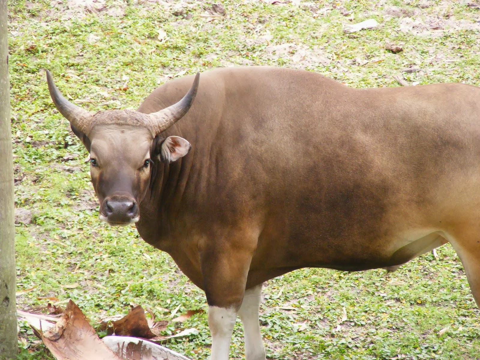 Safari Mike: Banteng