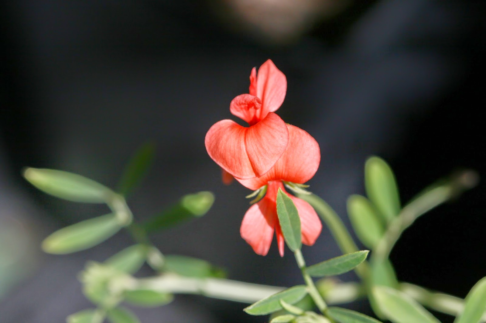 Native Florida Wildflowers: Florida Coastal Indigo - Indigofera miniata ...