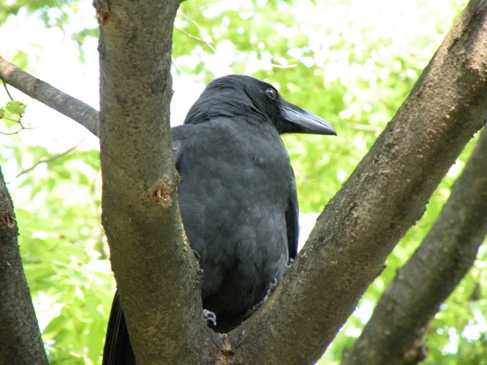BirdingGirl: Large-billed Crow pictures from Japan