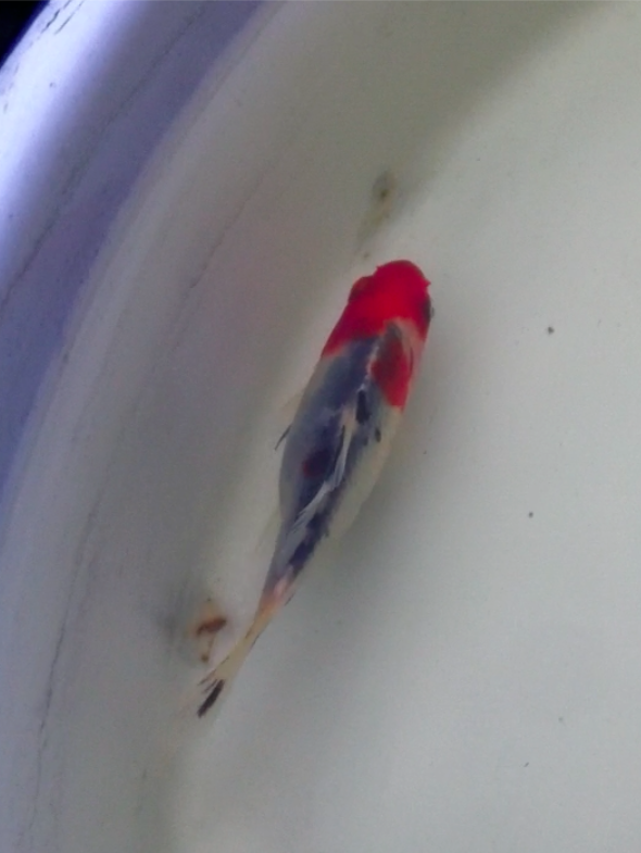 Goldfish Garage: A Two Car Fishroom: Japanese Shubunkin Standard Tail ...