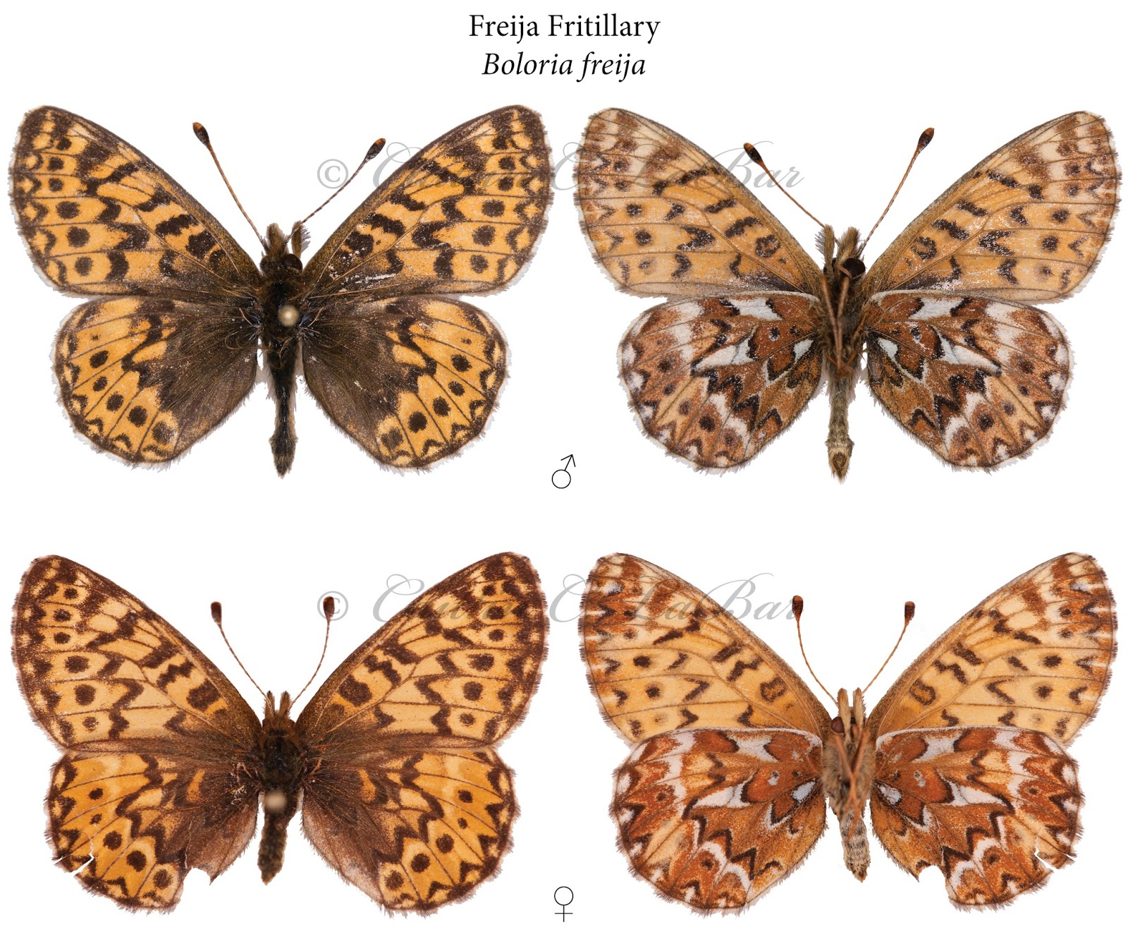 Northwest Butterflies: Lesser (but not least) Fritillaries