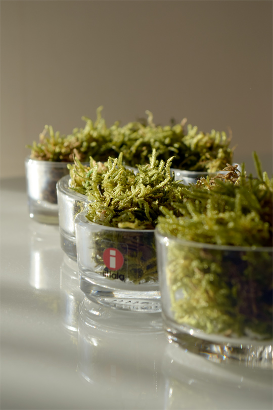 Var dags rum: Inred med mysig mossa!