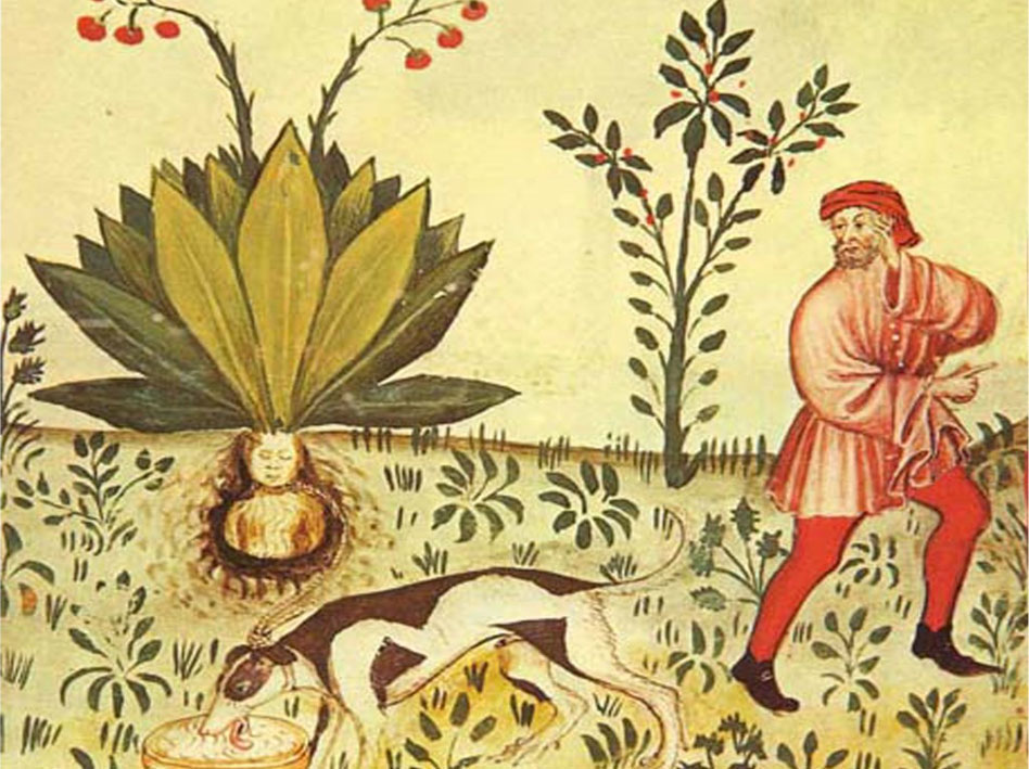 LA MANDRAGORA
