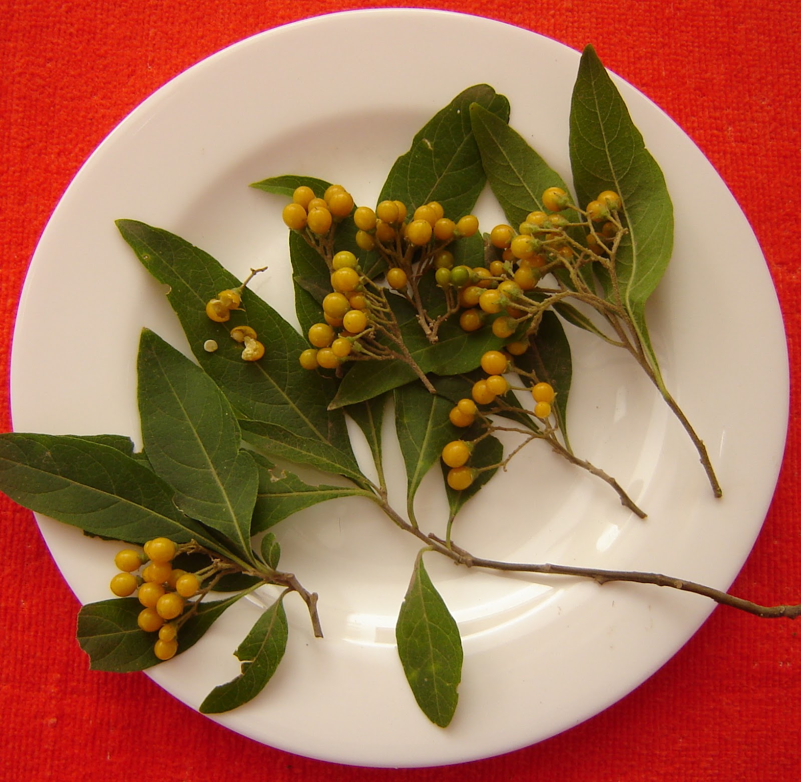 v e r d e c h a c o: Cabra yuyo / Amarguillo negro / Hediondilla