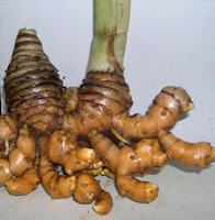 Manfaat dan Khasiat Temulawak bagi Kesehatan ~ Permathic Blog