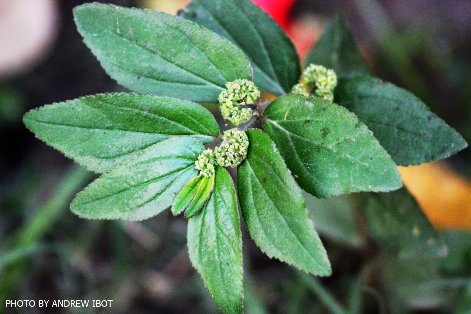 Ako si ANDREW IBOT!: Boto-botonesan (Tawa Tawa aka Gatas Gatas weed)