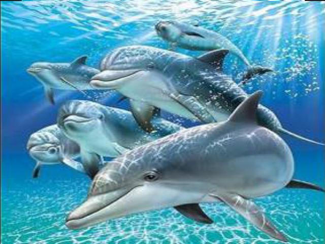 DELFINES: Vida De Los Delfines