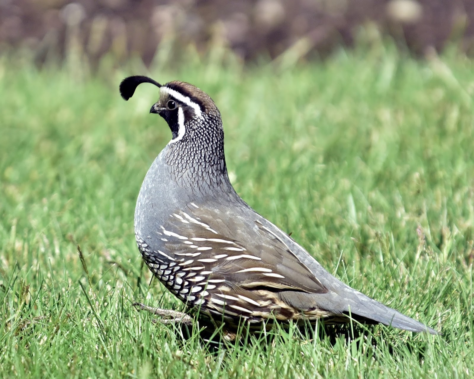 Shoreline Area News: Memories of Summer: Quail on a fence