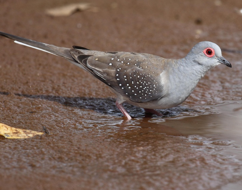 Exoten in Nederland: Diamantduif
