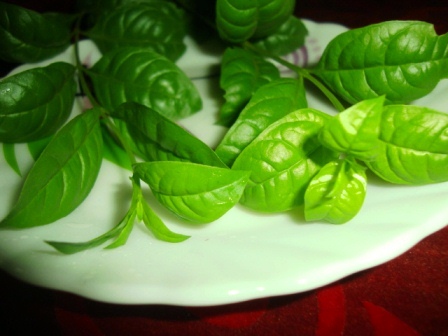 SS Moments: Hair Care - Hibiscus and Henna