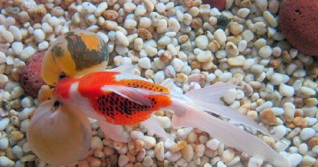 Mengenal Ikan Mas Koki Bubble Eye (Mata Balon) - cara ternak ikan