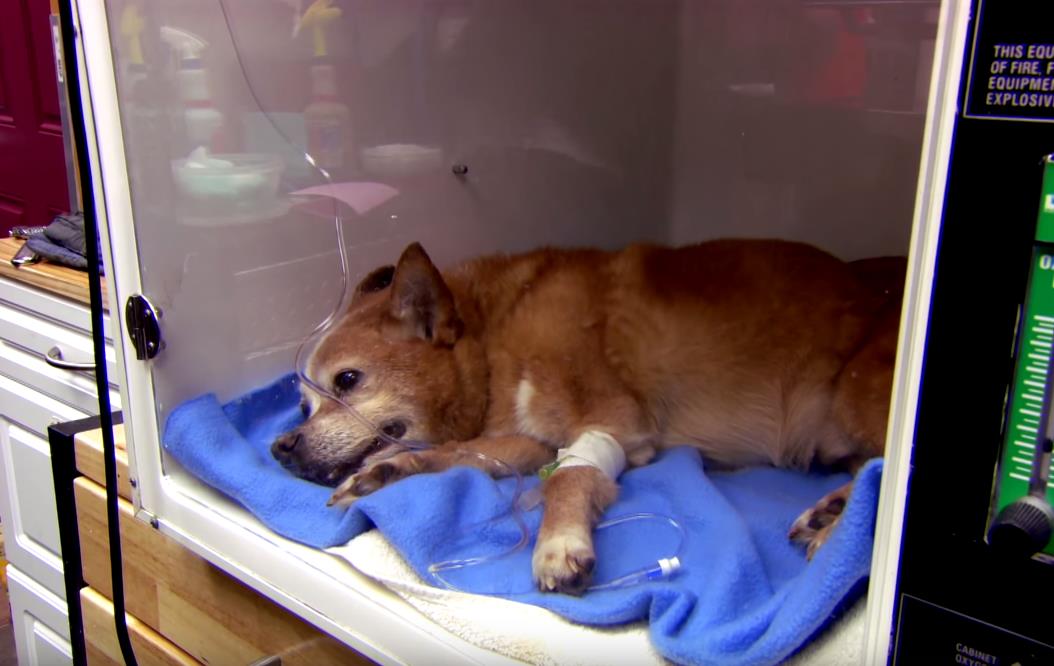 Desgarrador: Perro moribundo pierde el conocimiento en los brazos de su ...
