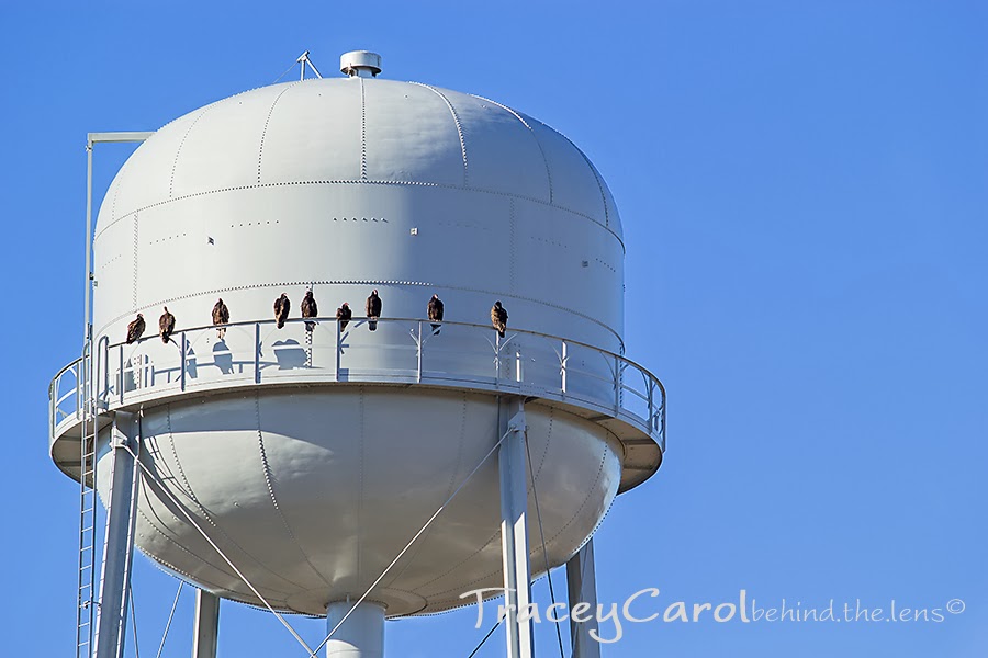 tracey carol * behind the lens: Water Tower Tour