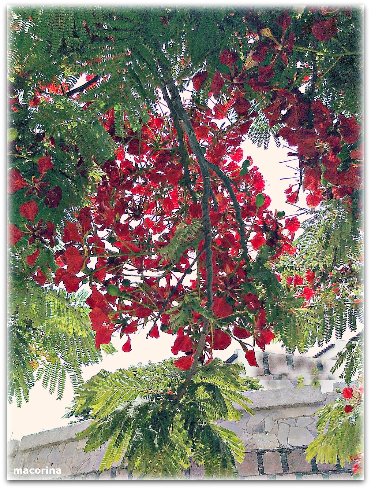 la estera de Macorina: los flamboyanes han florecido