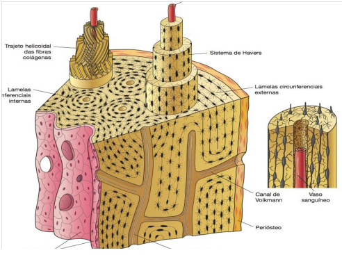Tecendo Histologia: Julho 2018