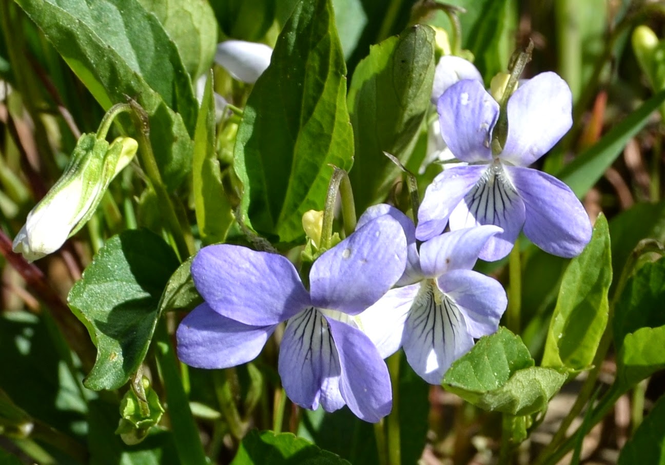 Plantas: Beleza e Diversidade: Violeta-brava (Viola lactea)