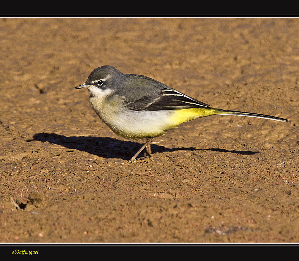 Miguel fotografia: Lavandera Cascadeña (Motacilla cinerea)