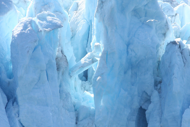 World Bird Sanctuary: Alaska Cruise: Day 2 – Glacier Bay