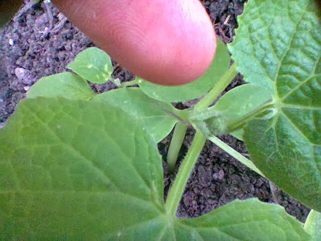 MORFOLOGI TUMBUHAN: PERTUMBUHAN DAN PERKEMBANGAN TANAMAN TIMUN