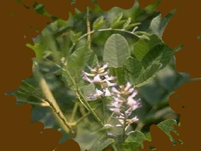 O Jardim de Deus: Alcaçuz do Brasil