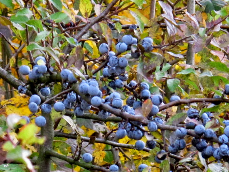 Floarea -bunica: Fructe miraculoase