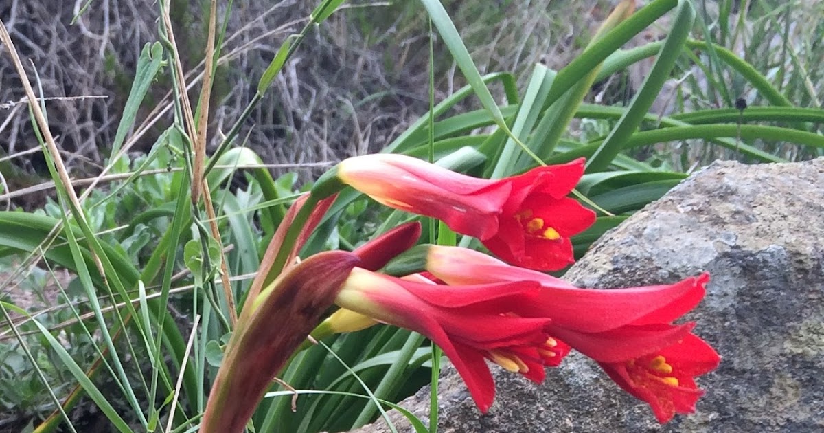 Origen Limarí: Flora y Fauna