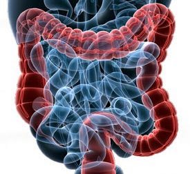 HEALTH COACH: Basic Health Habit No.2: Digestive Health and Nutrition ...