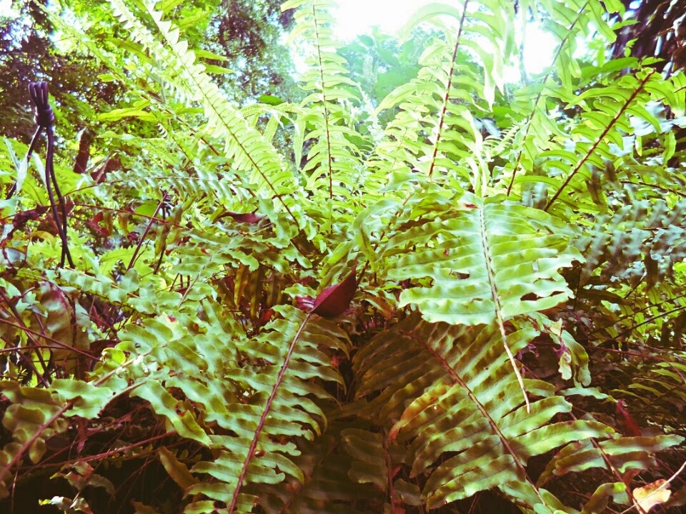 Biologando: biologando sobre as folhas ;)