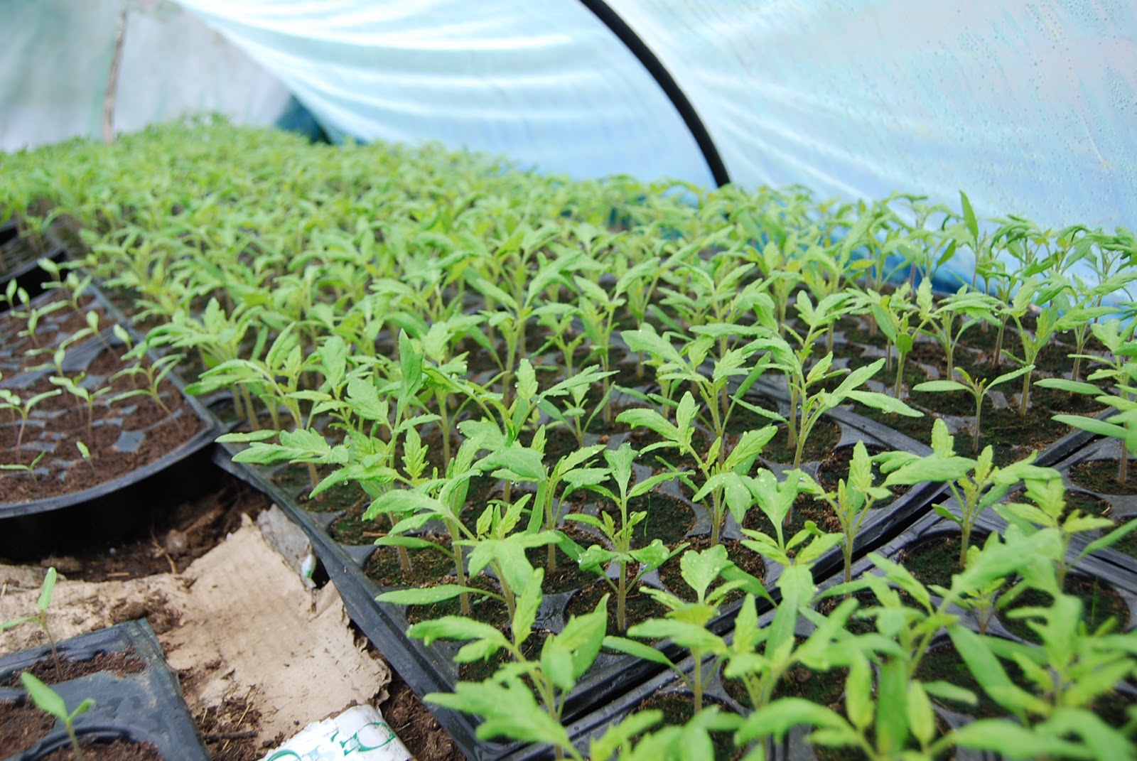 LEGUMICULTURA IN SOLAR SI SERE: RASADURILE DE ROSII