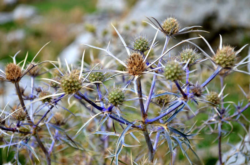 Jurnal de gradina: Eryngium - Flora Graeca