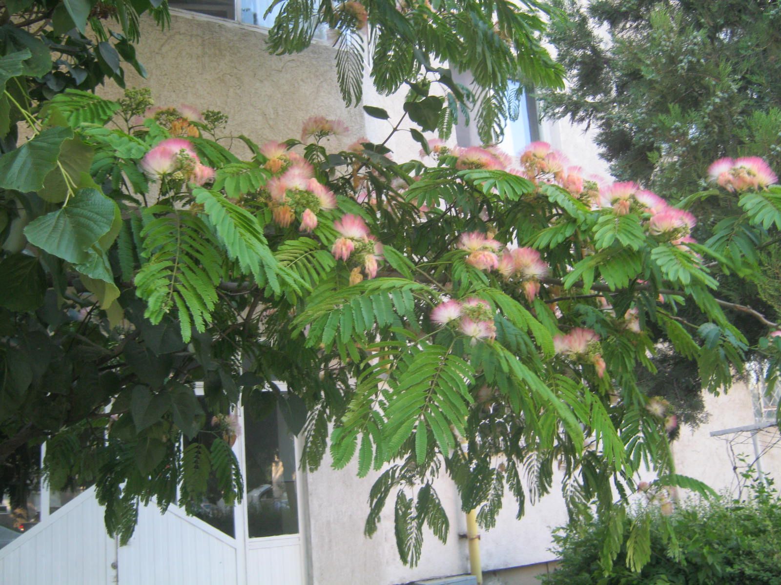 Constanţa este plină cu astfel de copaci ornamentali. Puţini ştiu ce ...