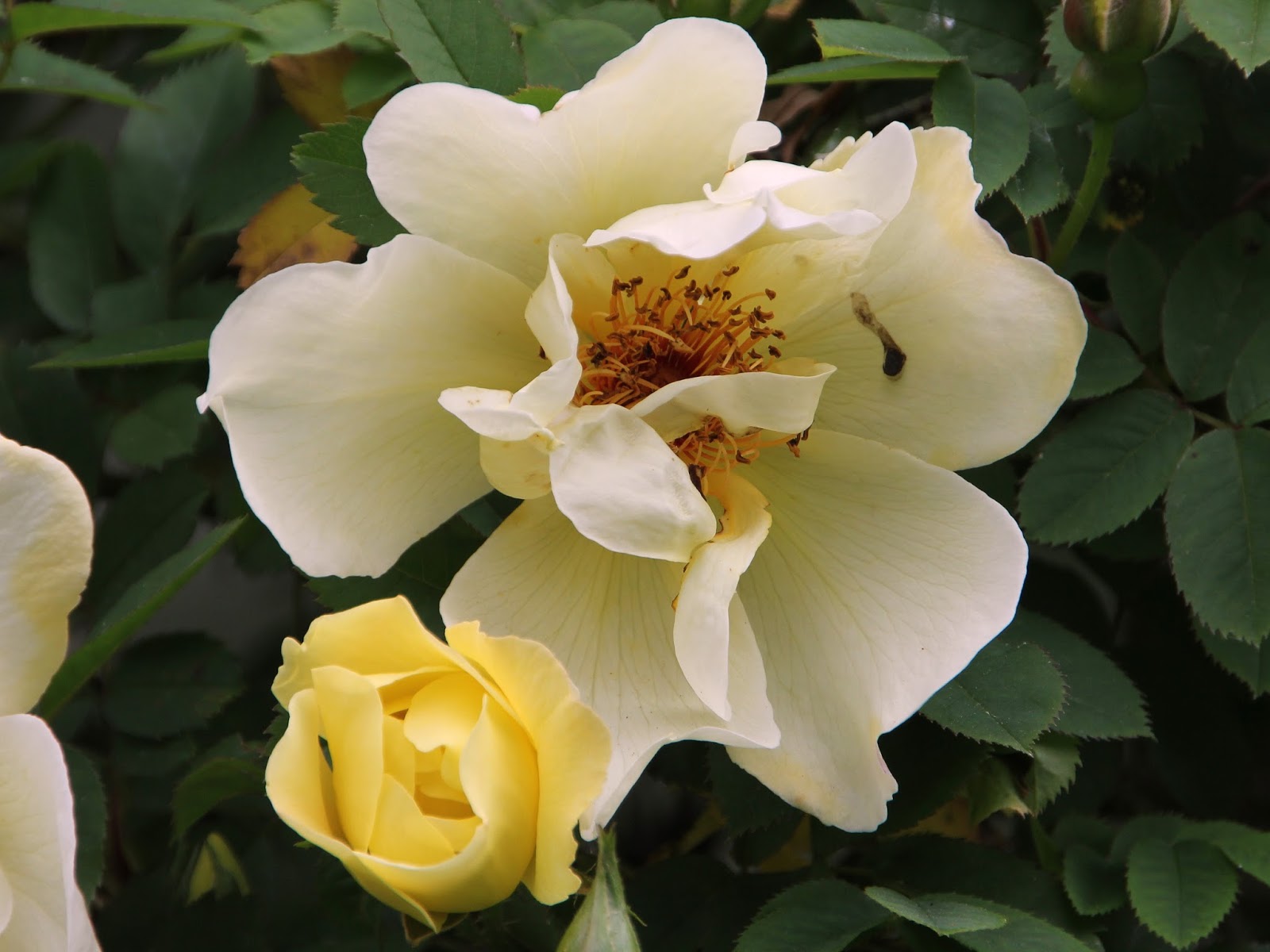 Torils garden: Aïcha - en vakker rose som blomstrer tidlig!